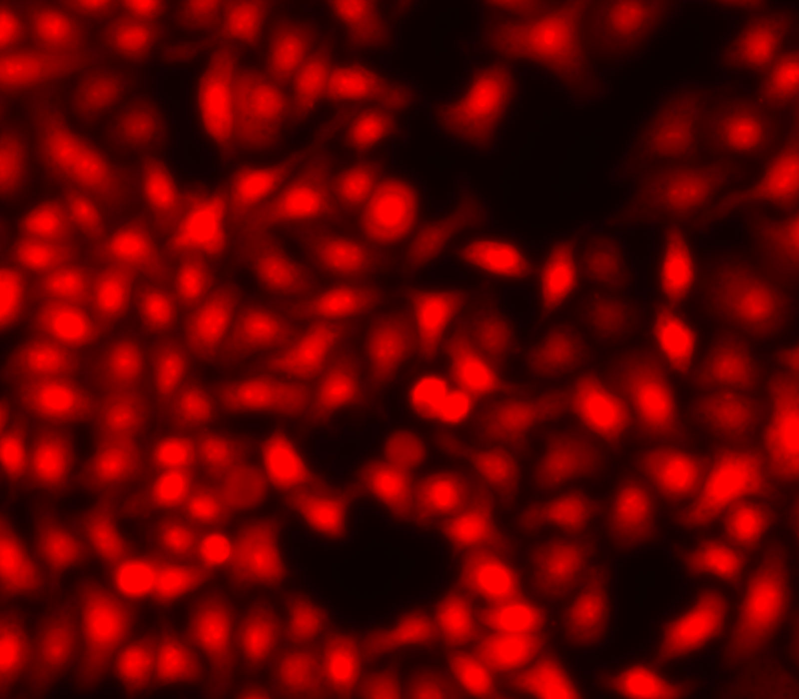 Calcium Mobilization - Enzo