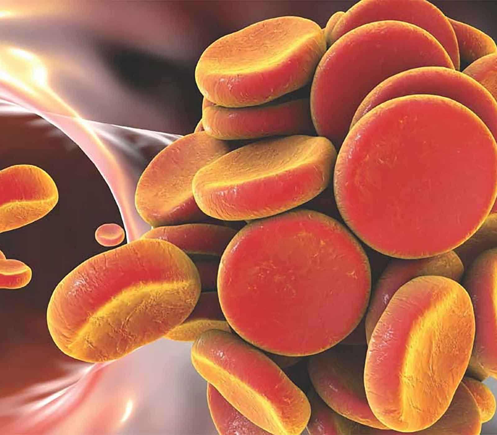 Cardiovascular Drug Discovery - Enzo