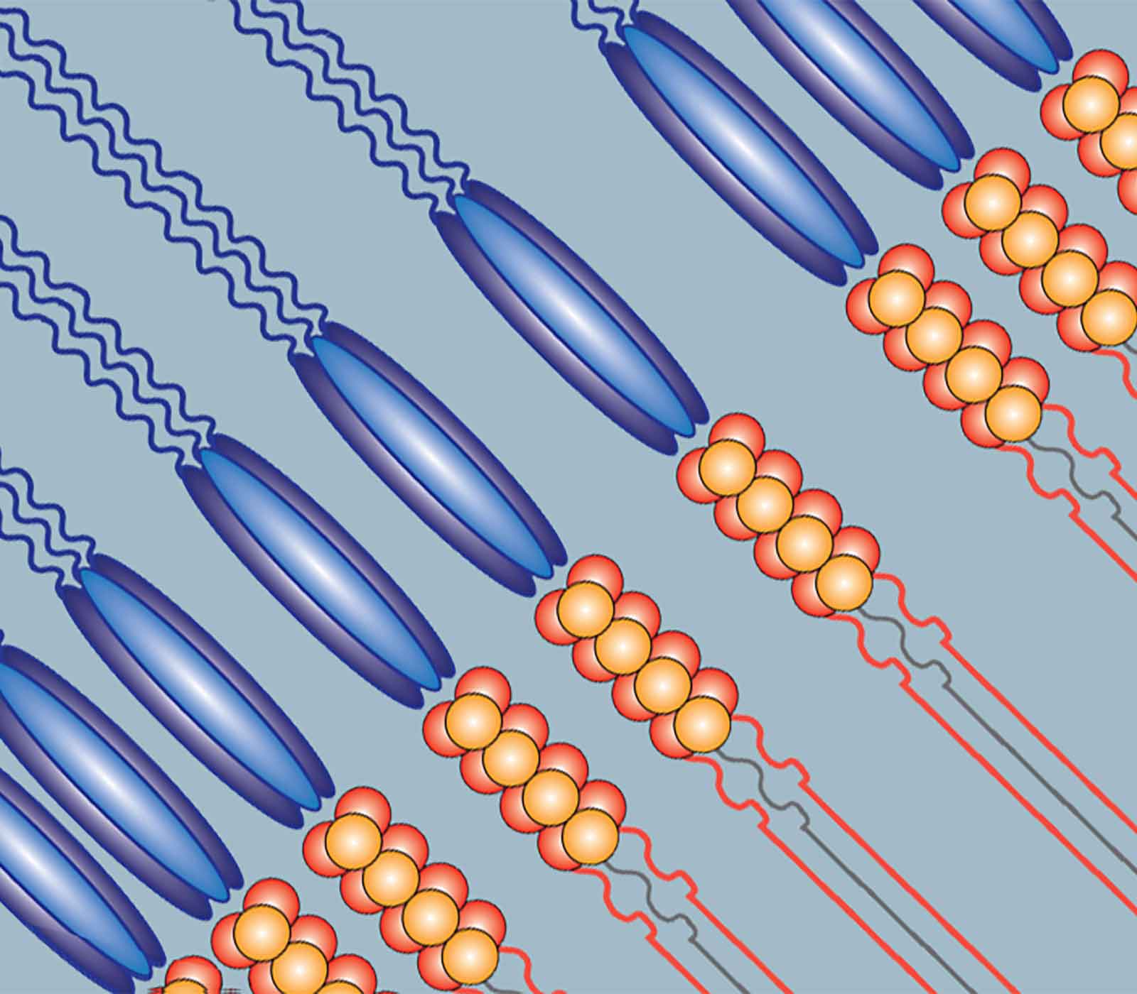TNF & TNF Receptor Superfamily - Enzo