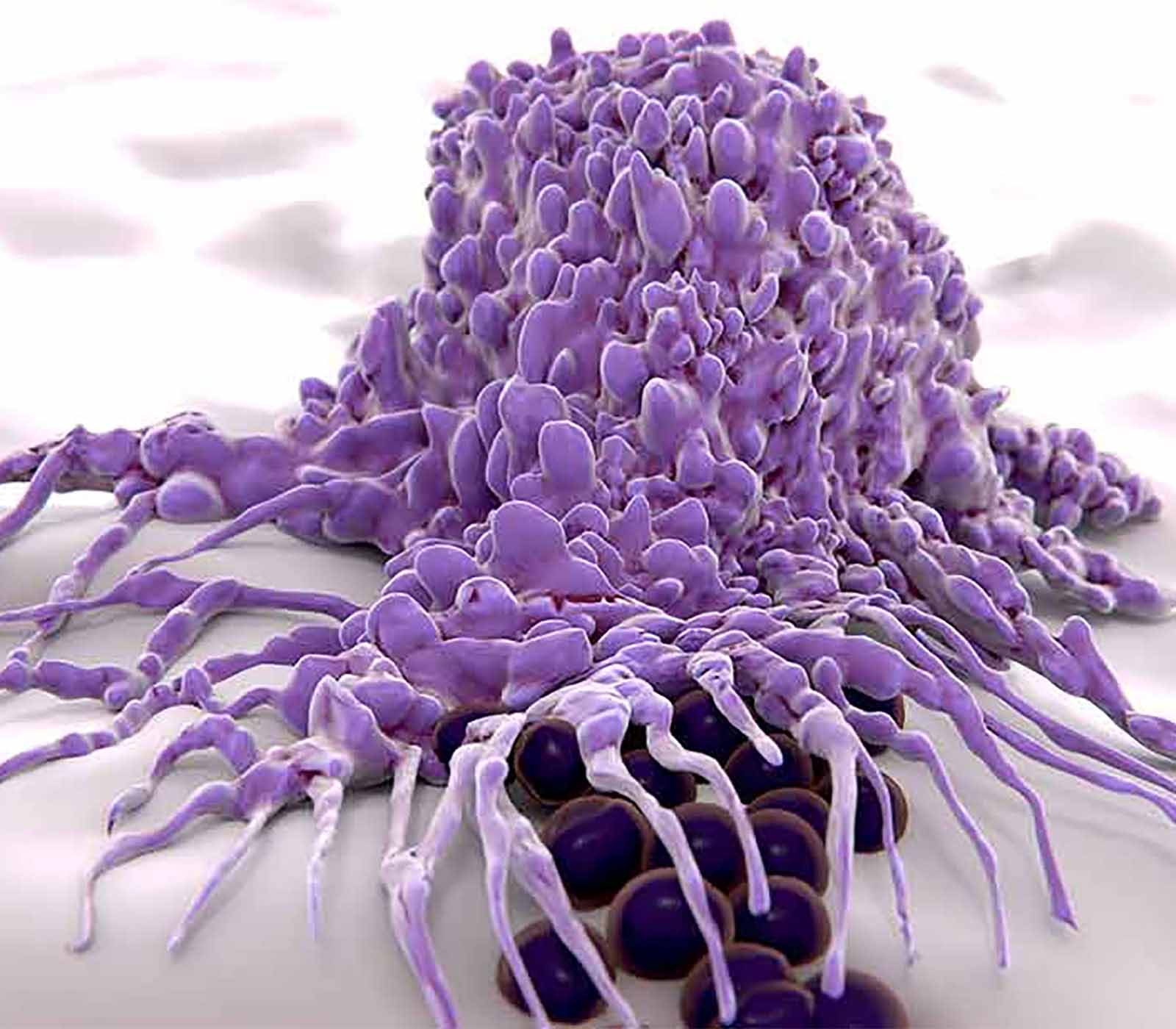 Tools to study adaptive and innate immune response - Enzo