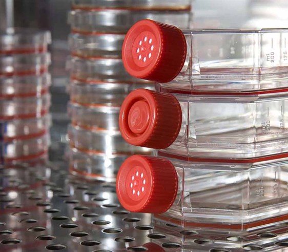 What are the different methods of determining protein aggregation? - Enzo