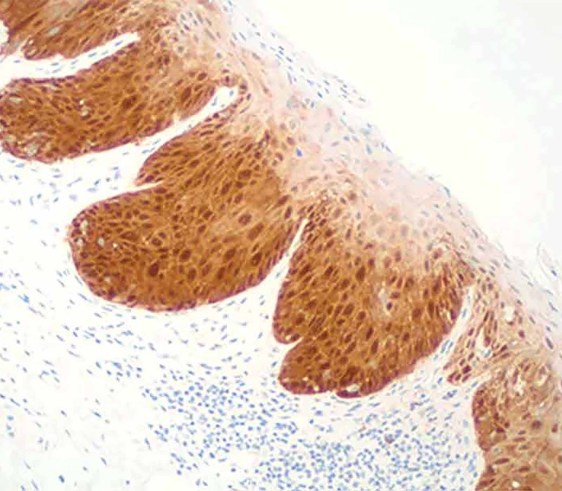 IHC Counterstains for Enzyme/Chromogen and Fluorescent Immunostaining ...