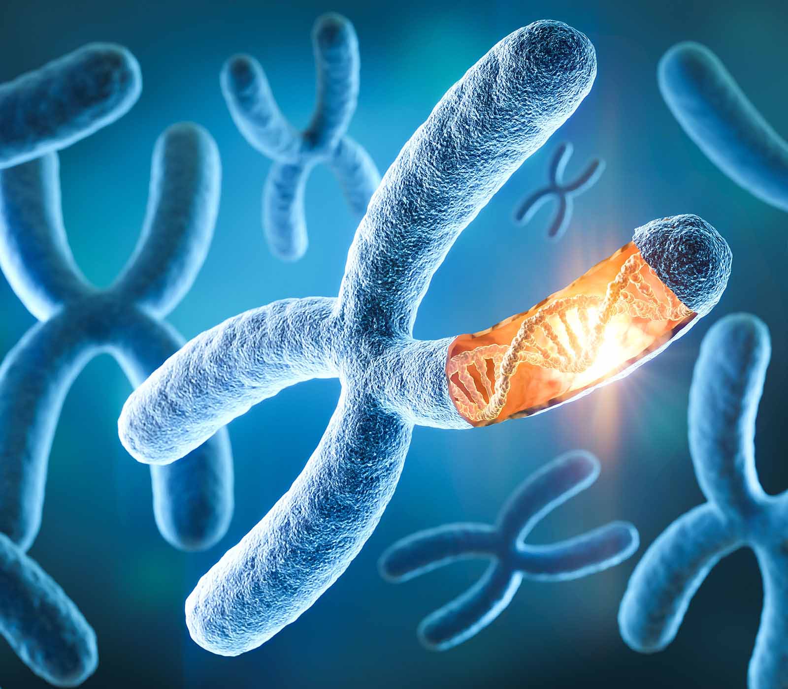 Chromosomal Analysis - Enzo