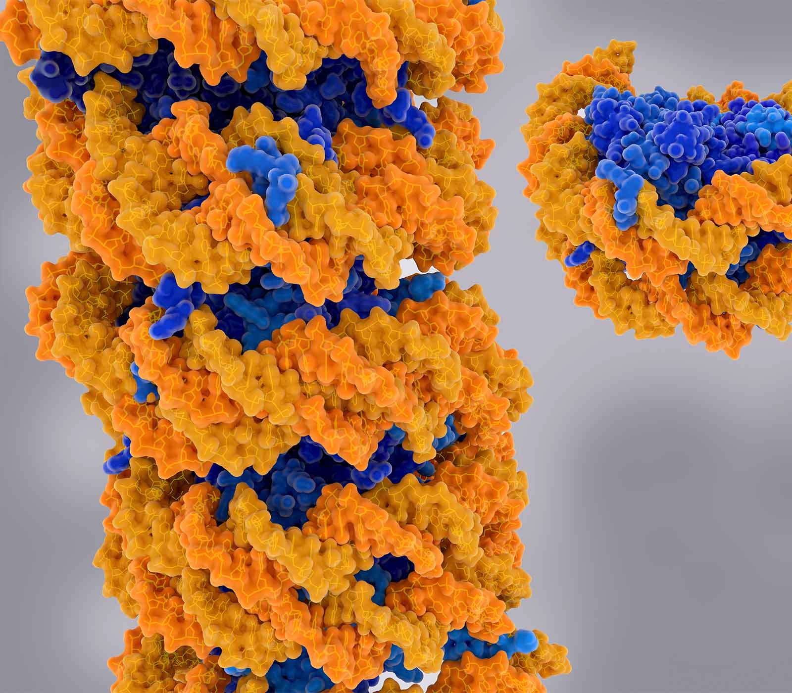 What Are Chromatin Remodeling Enzymes and Why Do They Matter? - Enzo