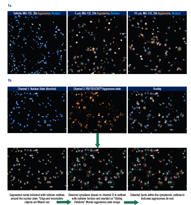 PROTEOSTAT® Aggresome detection kit - Enzo